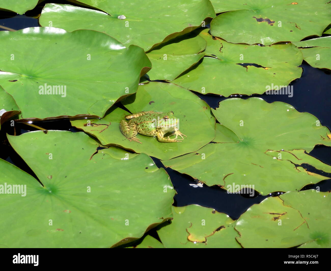 frog on lily pad Stock Photo - Alamy