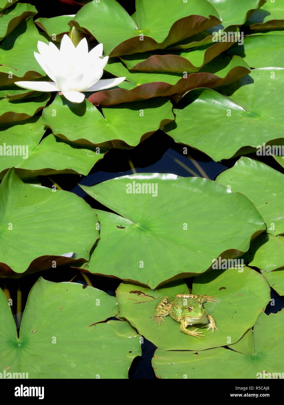 frog on lily pad with flower Stock Photo - Alamy