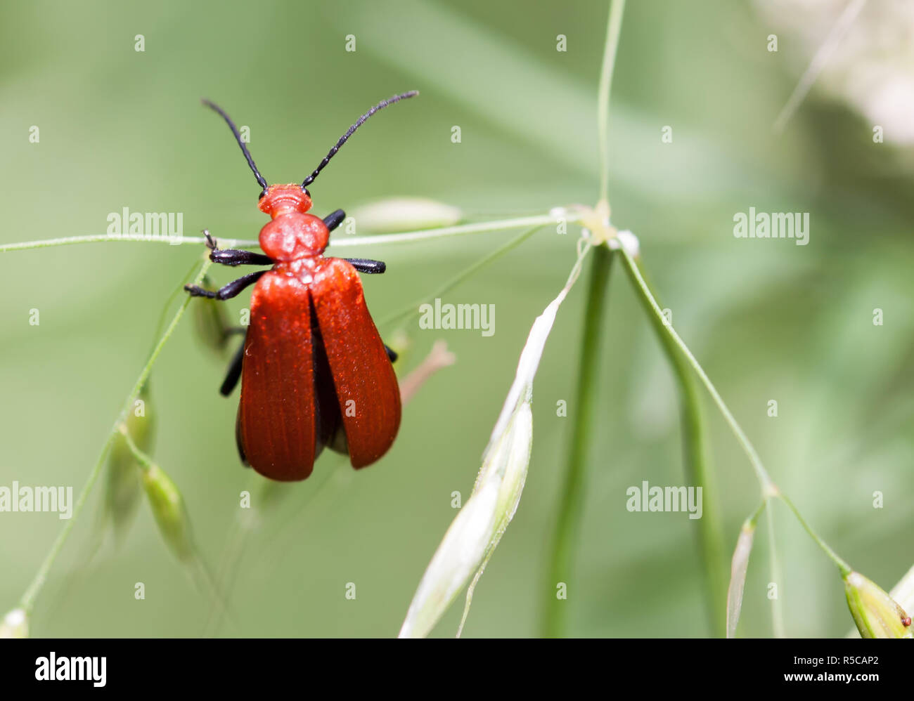 colorful fire beetle - red-headed fire beetle Stock Photo - Alamy