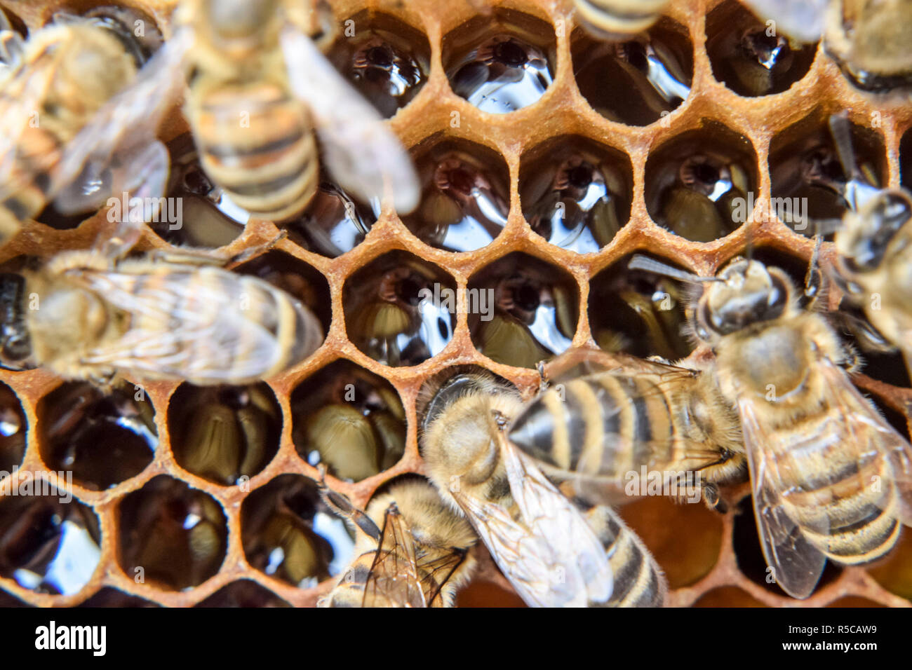 Macro photograph of bees. Dance of the honey bee. Bees in a bee hive on ...
