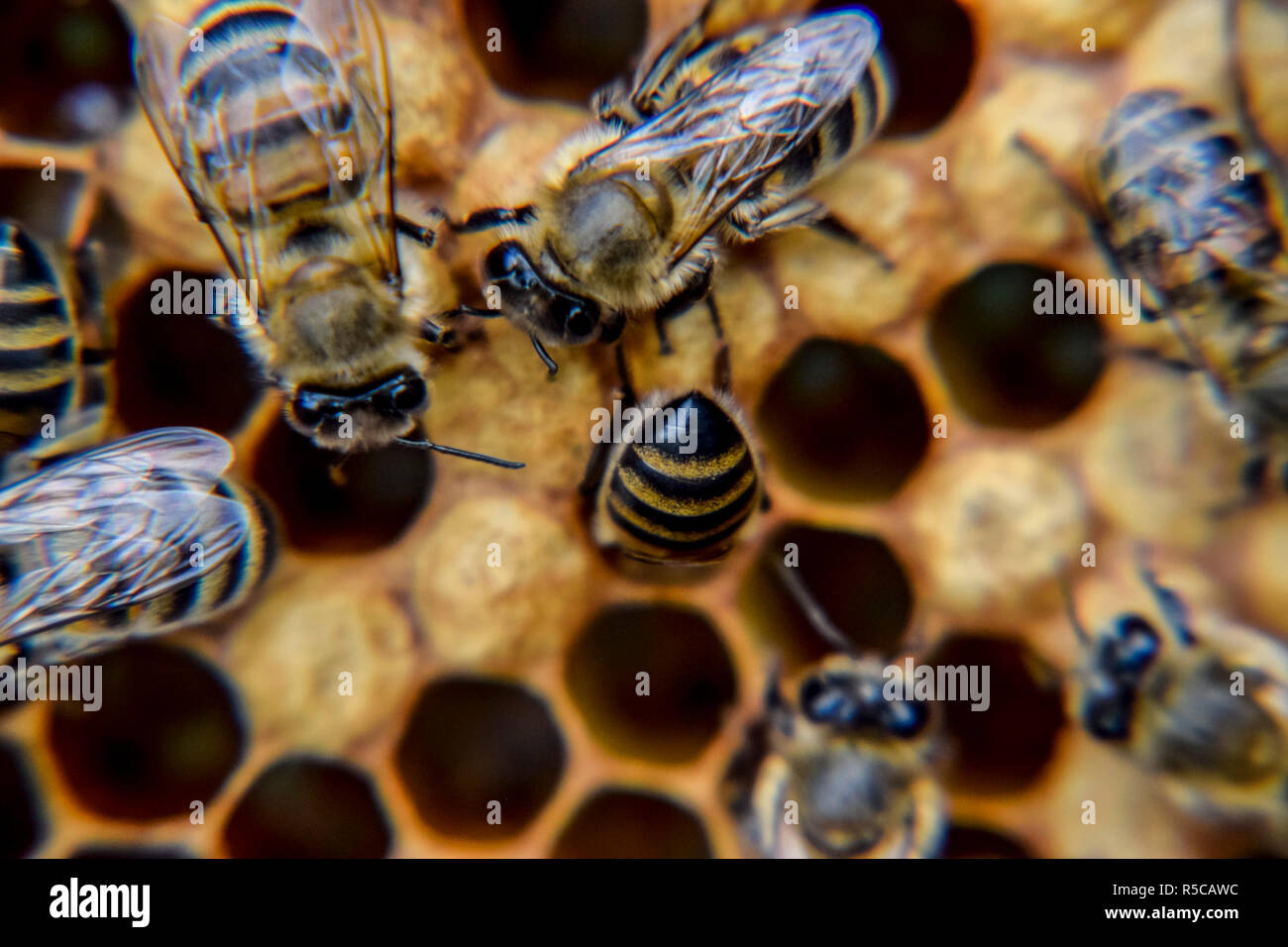 Macro photograph of bees. Dance of the honey bee. Bees in a bee hive on ...