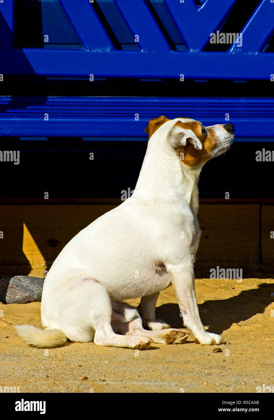 Summer jack russell terrier hi-res stock photography and images - Alamy