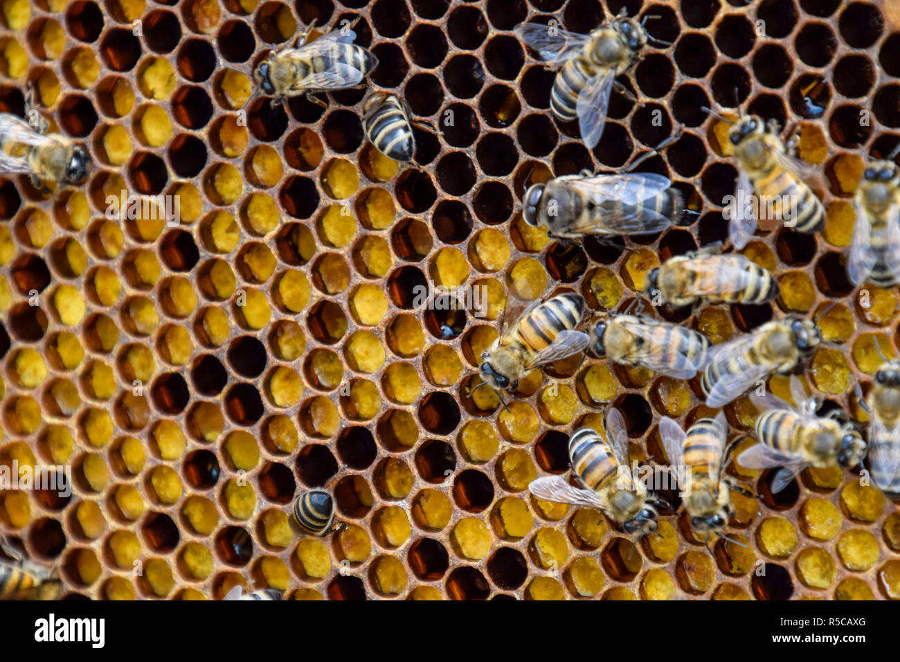 Honey bees on the home apiary Stock Photo - Alamy