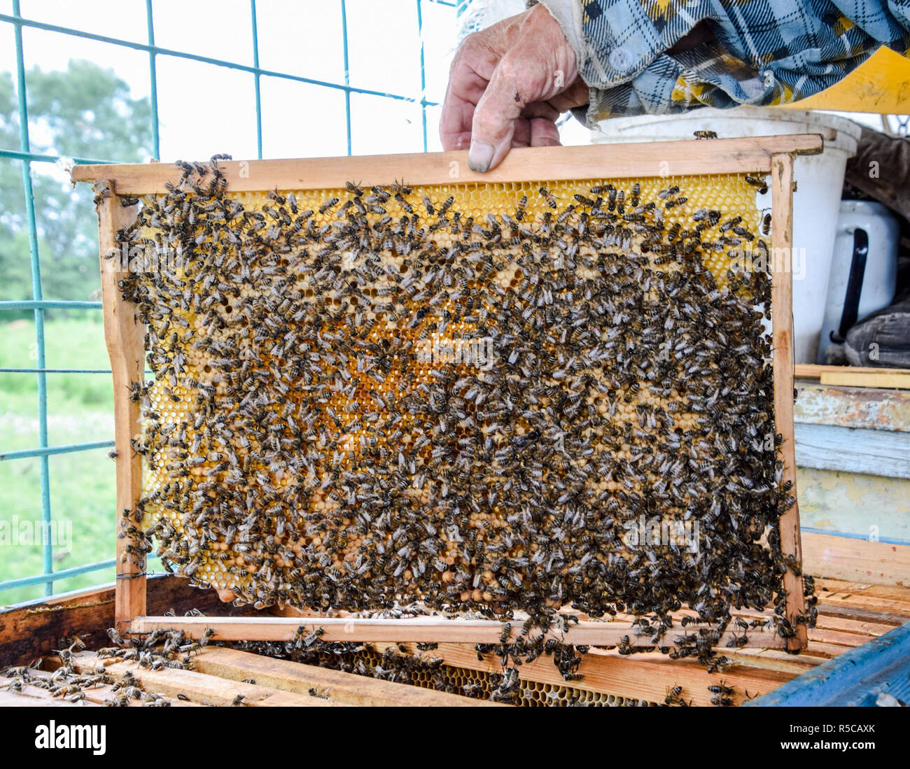 An elderly beekeeper is holding bees' honeycomb with bees in his hand ...