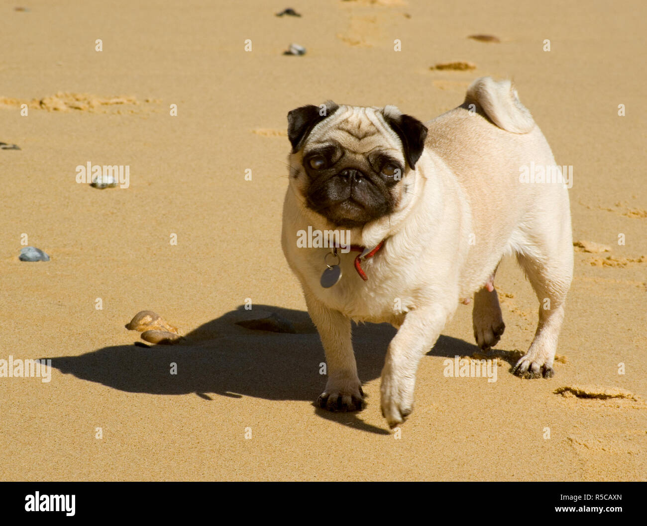 Pug on Beach Stock Photo - Alamy