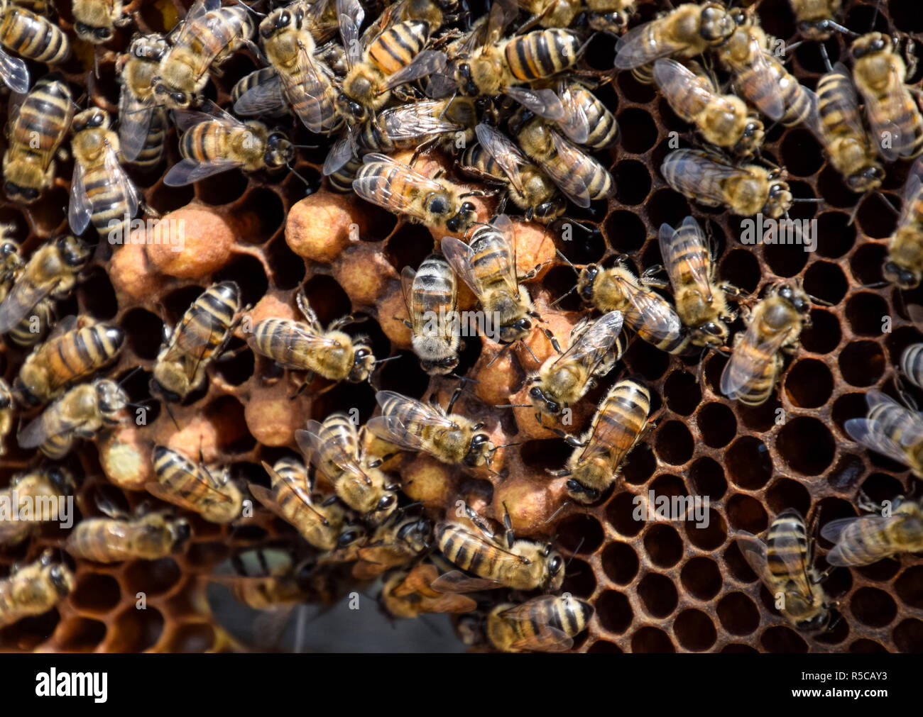 Honey bees on the home apiary Stock Photo - Alamy