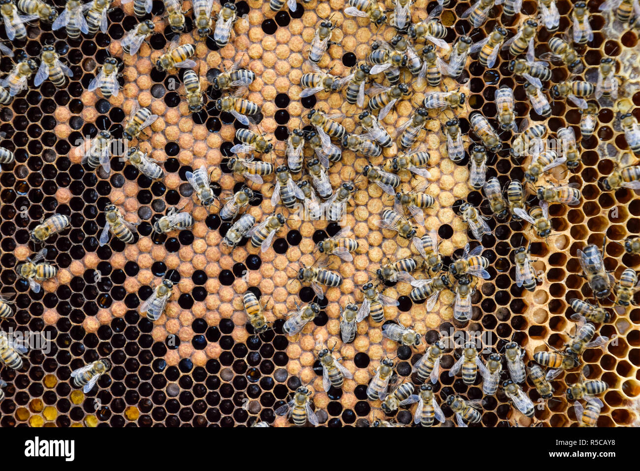 Honey bees on the home apiary Stock Photo - Alamy