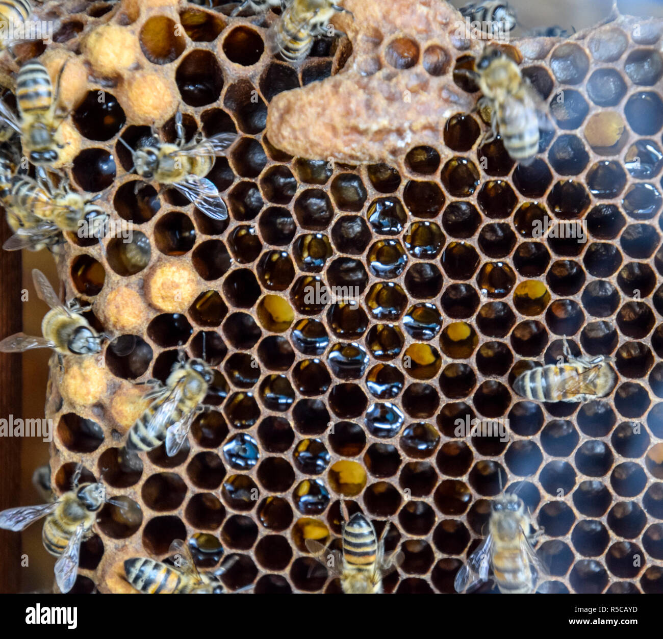 Honey bees on the home apiary Stock Photo - Alamy