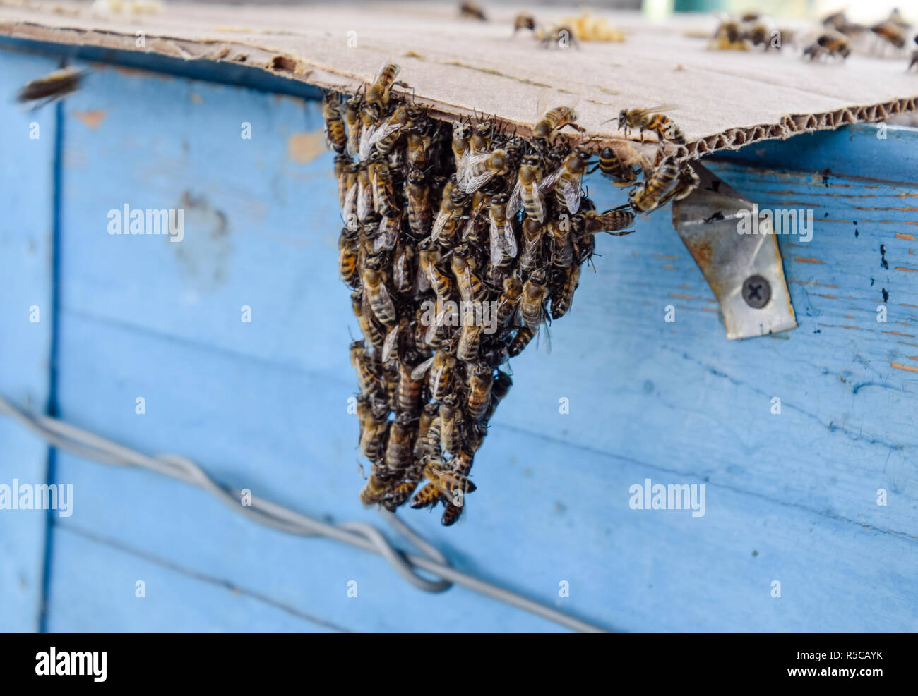 The beginning of the swarming of the bees. A small swarm of mesmerized ...