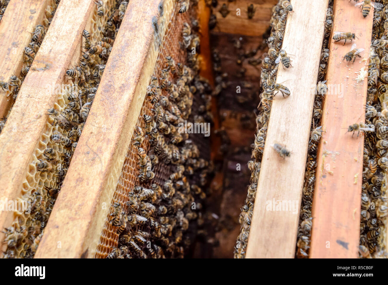 Open bee hive. Plank with honeycomb in the hive. The bees crawl along ...