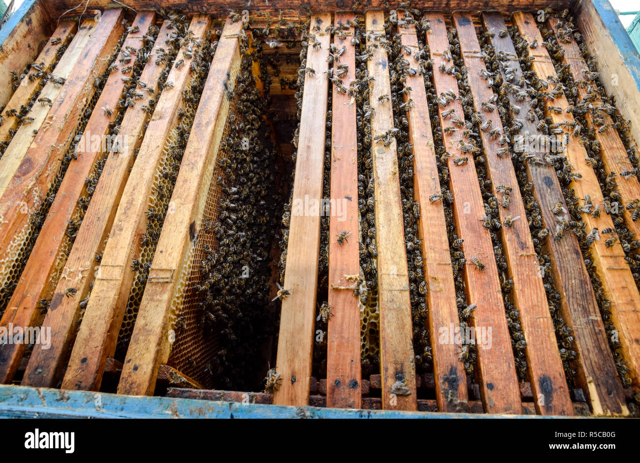 Open bee hive. Plank with honeycomb in the hive. The bees crawl along ...