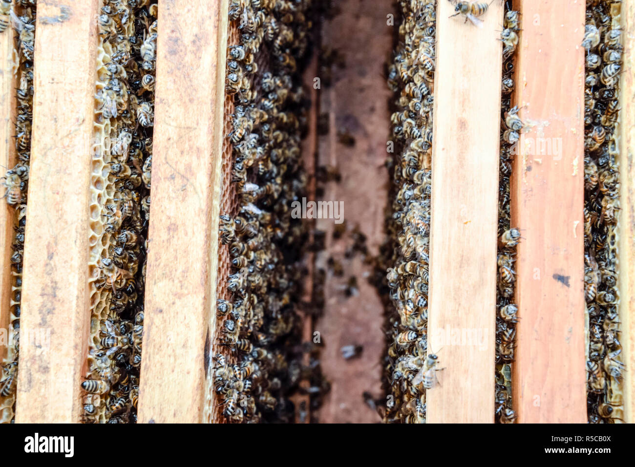 Open bee hive. Plank with honeycomb in the hive. The bees crawl along ...