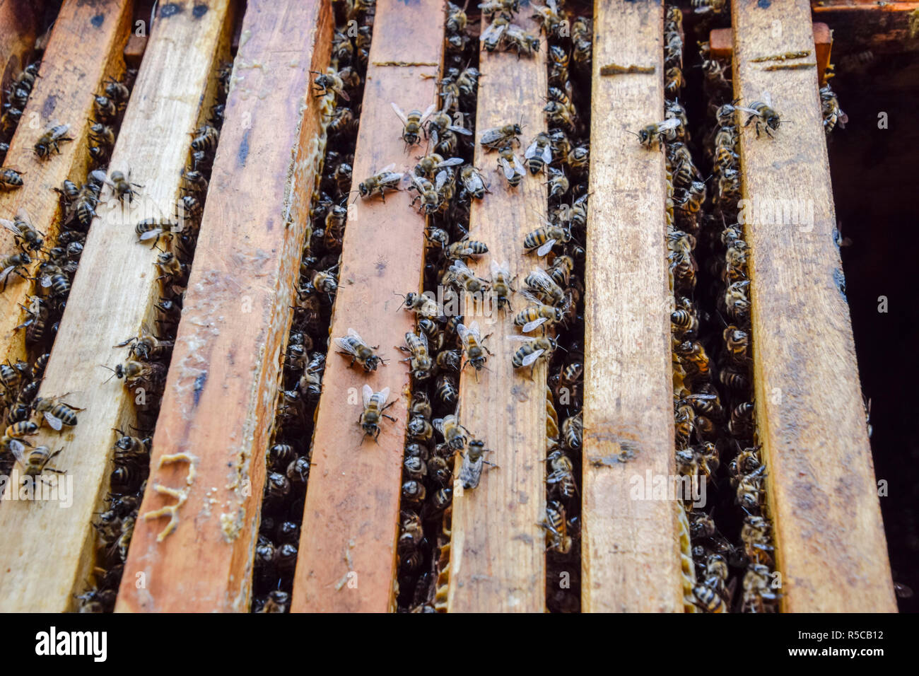 Open bee hive. Plank with honeycomb in the hive. The bees crawl along ...