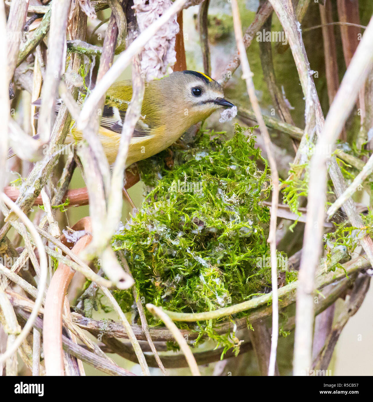 Goldcrest nest hi-res stock photography and images - Alamy