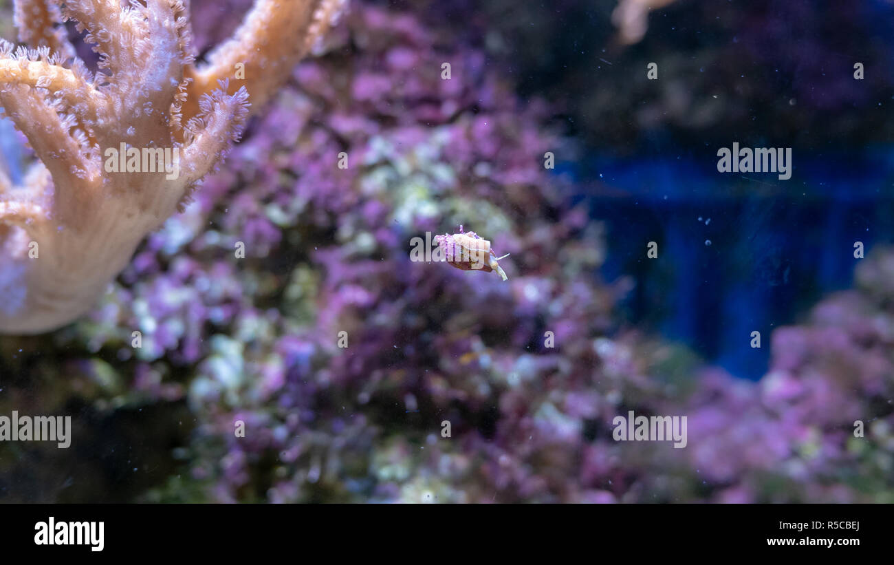 Beautiful sea flower in underwater world with corals and fish Stock ...