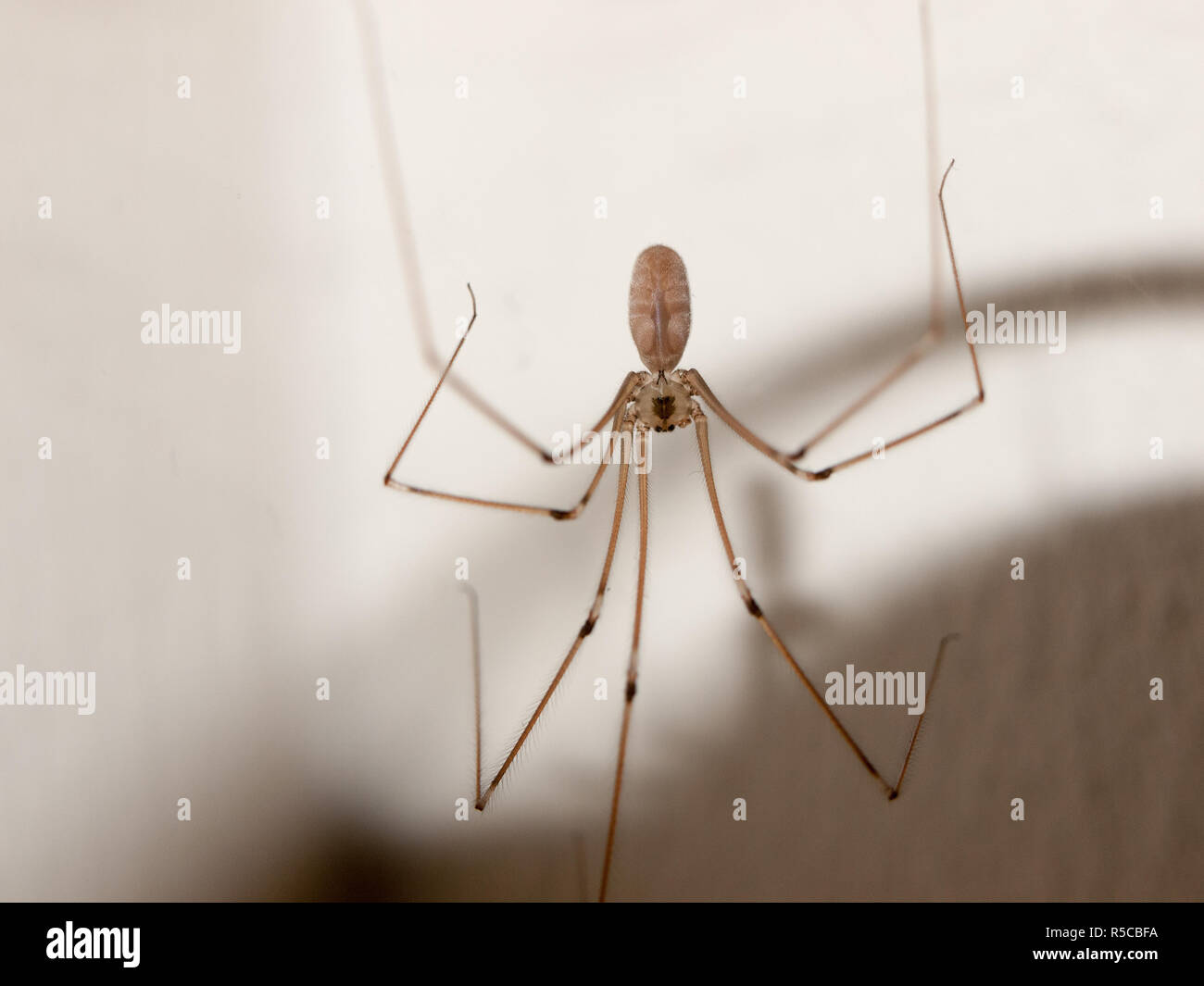 Spider hanging down inside house Stock Photo - Alamy