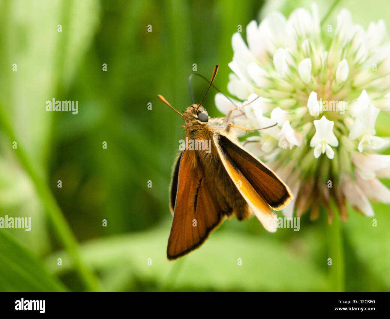 Moth warning colors hi-res stock photography and images - Alamy