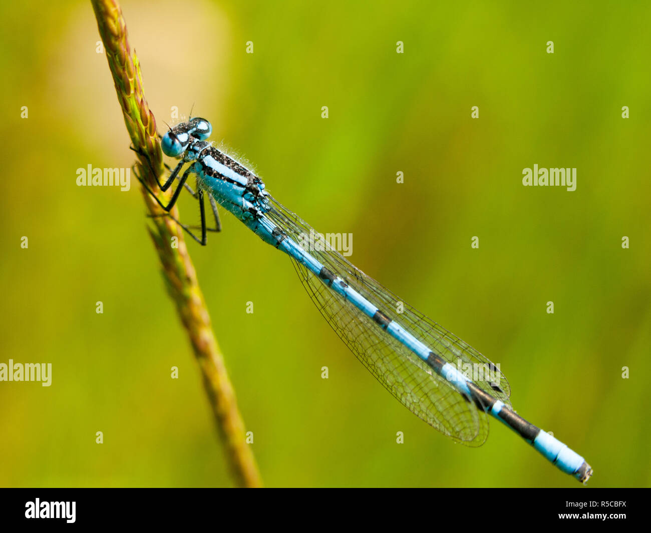 Dragonflies and damselflies of britain hi-res stock photography and ...