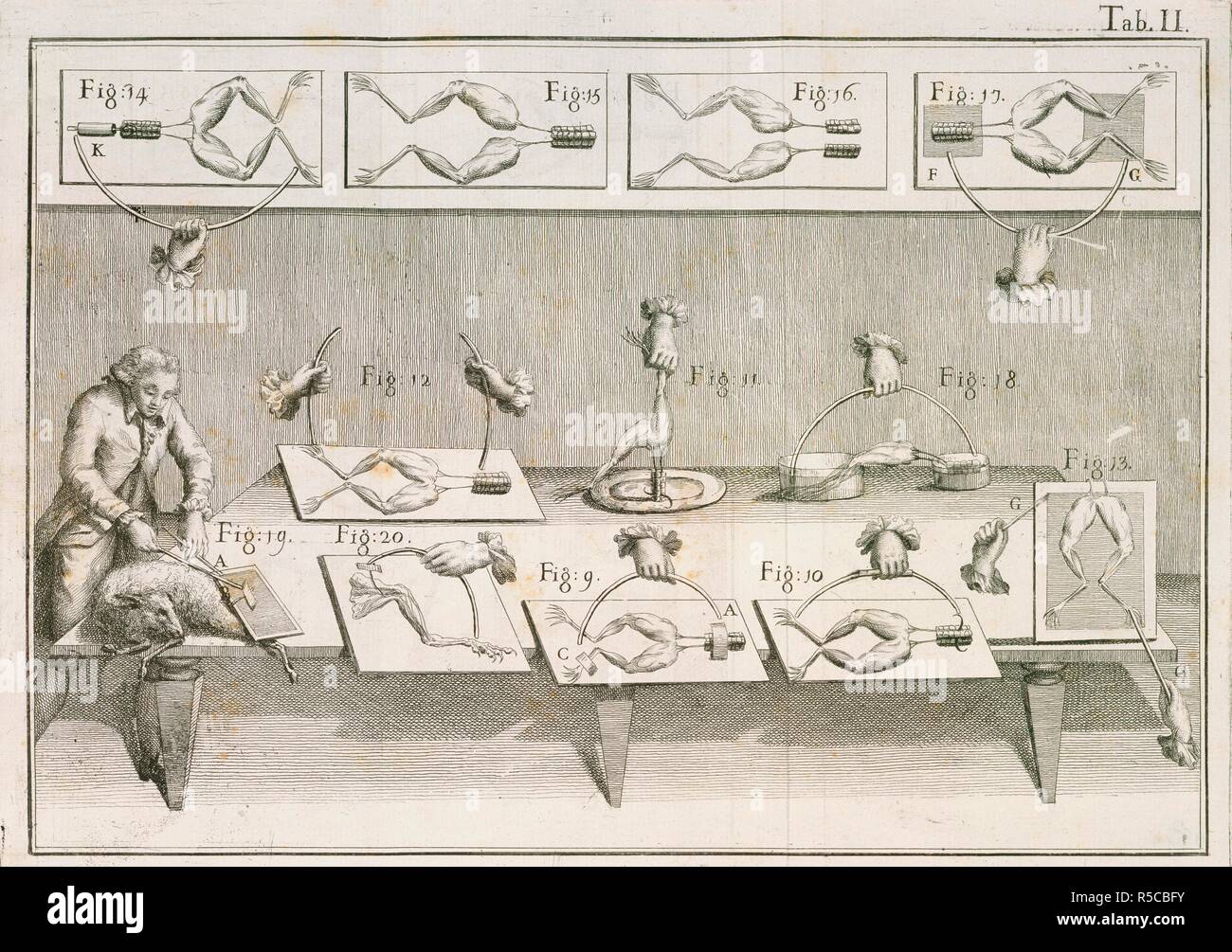 Galvani conducting electrical experiments with frogs' legs. Luigi ...