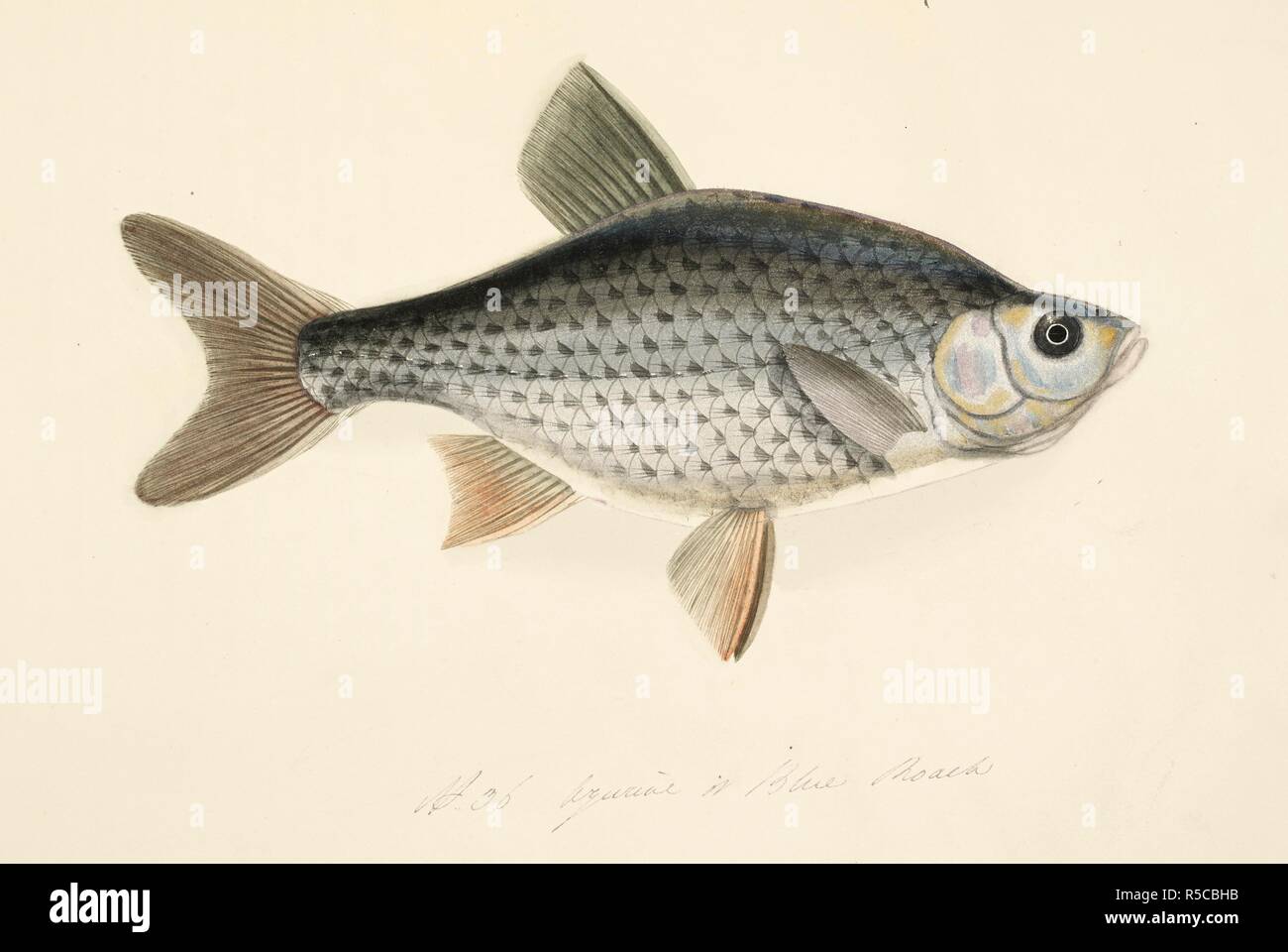 Mrs c fish hi-res stock photography and images - Alamy