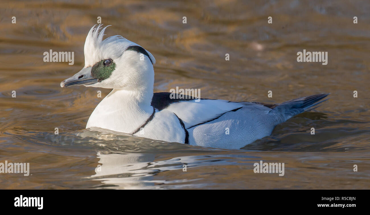 drake male smew duck swimming in sum Stock Photo - Alamy