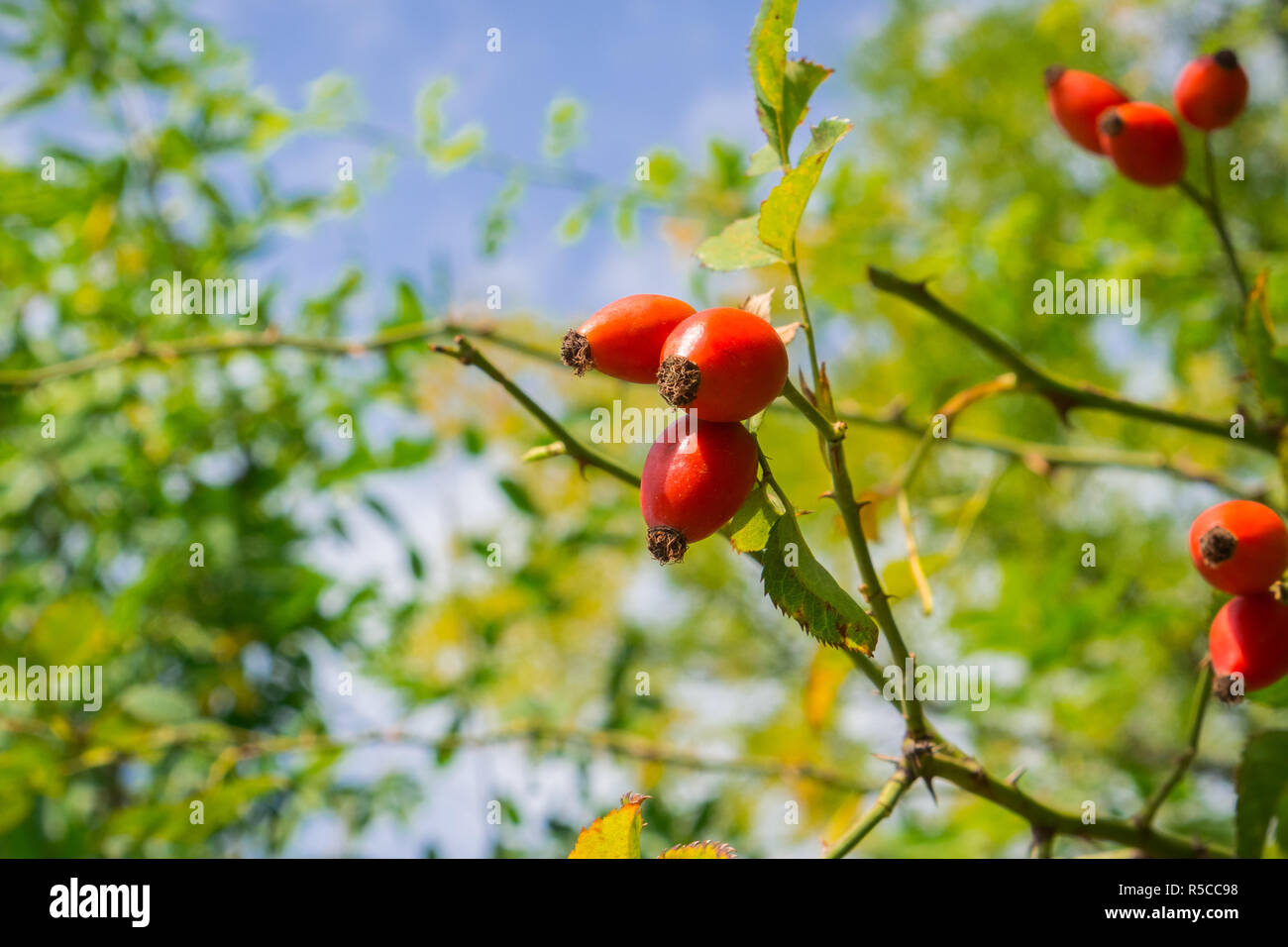 Rose Hip (Rosa Canina) branch Stock Photo - Alamy
