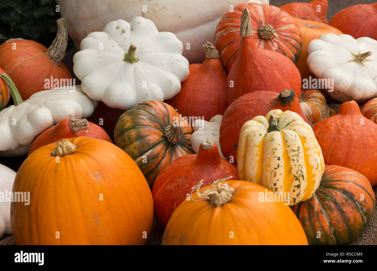 Squash plot hi-res stock photography and images - Alamy