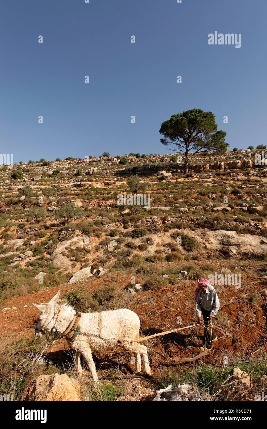 Palestine judea tree pine hi-res stock photography and images - Alamy