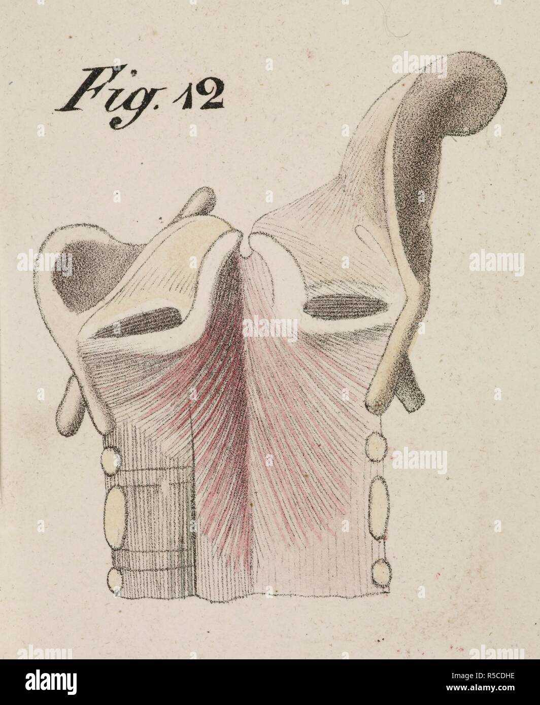 Larynx drawing hi-res stock photography and images - Alamy
