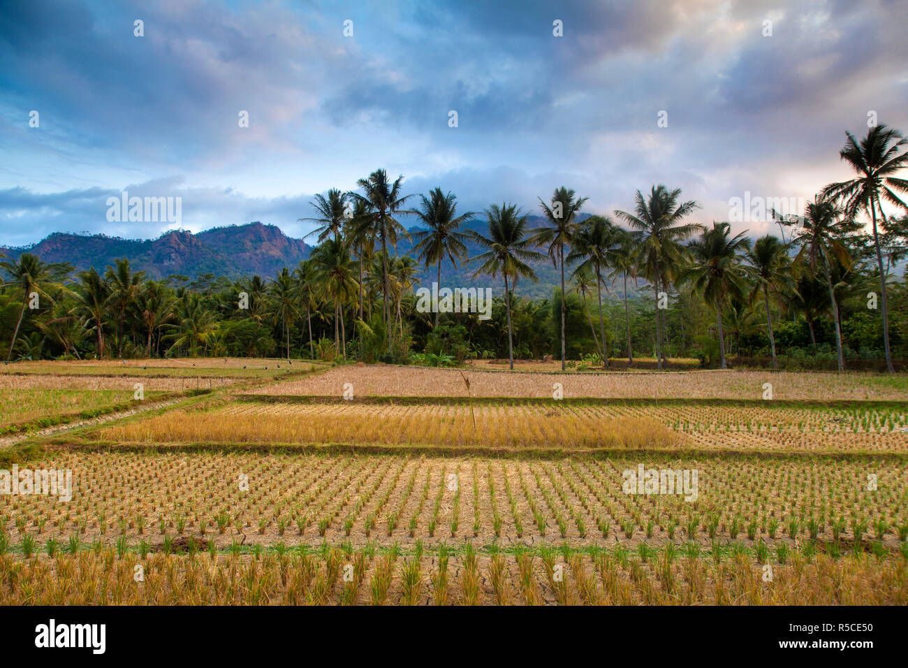Java scenery hi-res stock photography and images - Alamy