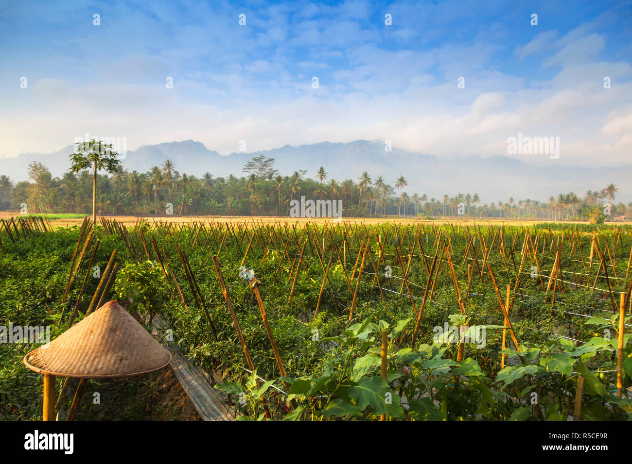 Hat java hi-res stock photography and images - Alamy