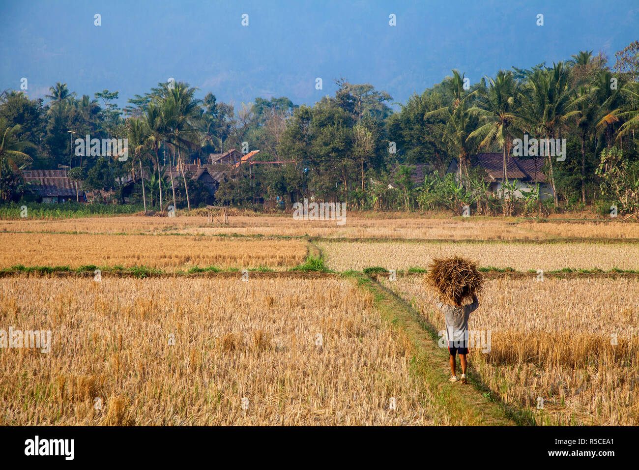 Java indonesia rice paddies hi-res stock photography and images - Alamy
