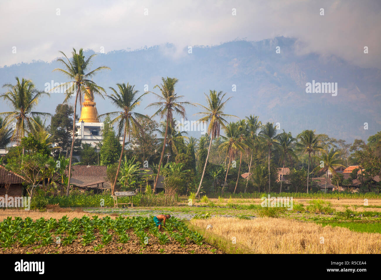 Indonesia, Java, Magelang, Borobudur, Rice paddies Stock Photo - Alamy
