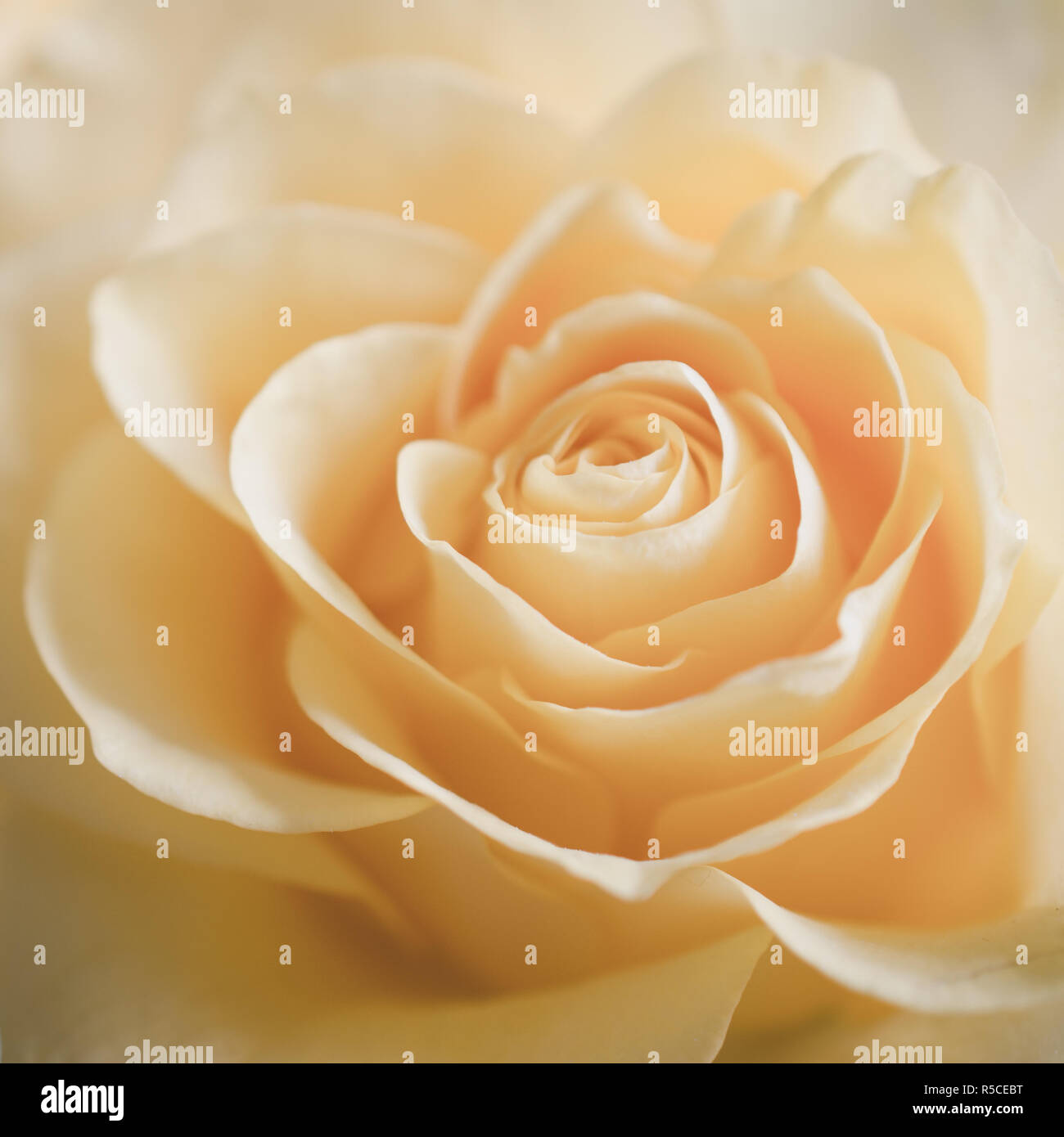 The Texture of Beautiful Beige Rose Close Up. Vintage Style. Toned ...