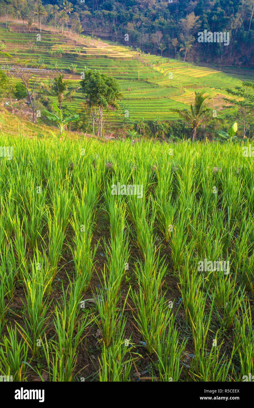 Java indonesia rice paddies hi-res stock photography and images - Alamy