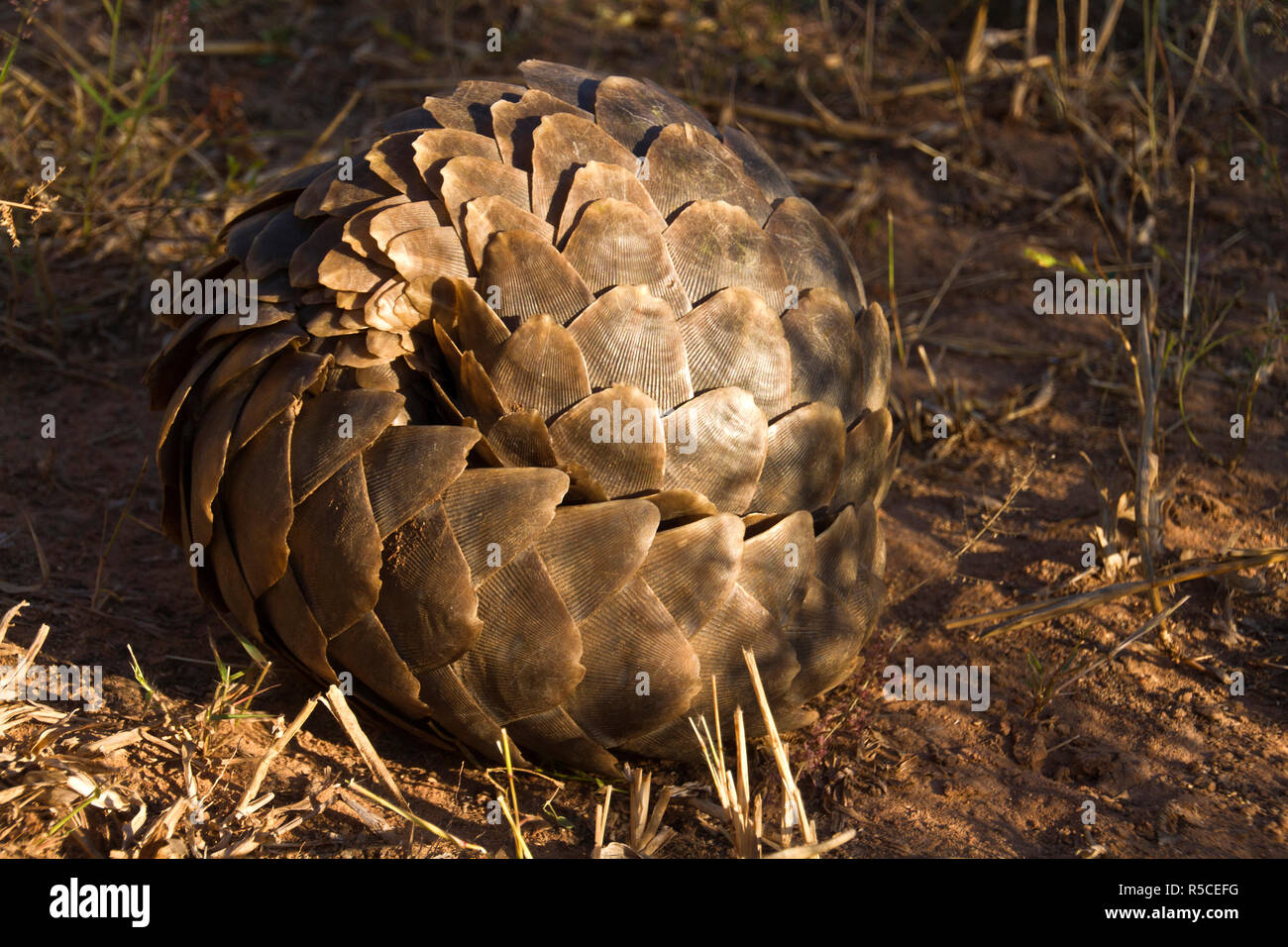 A Cape Pangolin rolls up into a defensive ball that predators find very ...