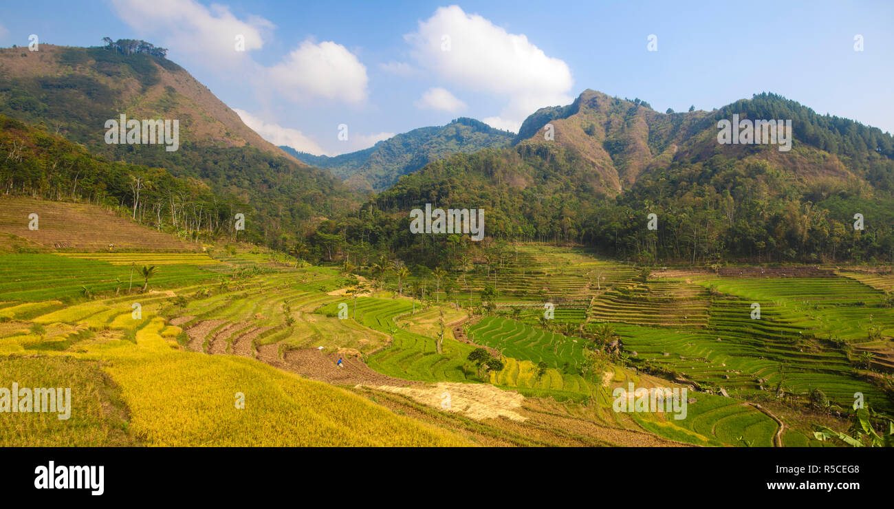 Java indonesia rice paddies hi-res stock photography and images - Alamy