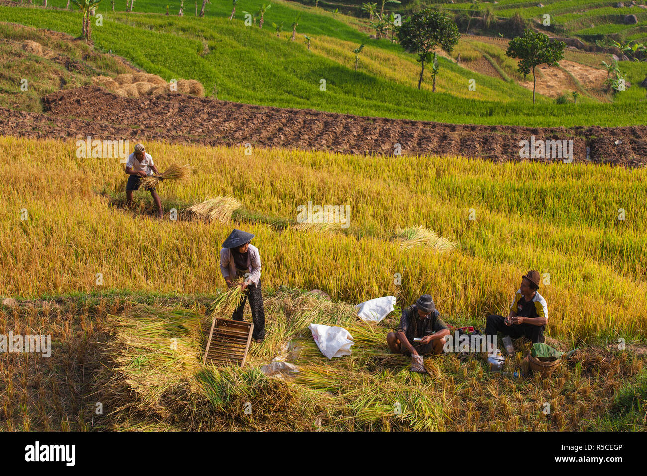 Indonesia, Java, Magelang, People threshing in Rice paddies near ...