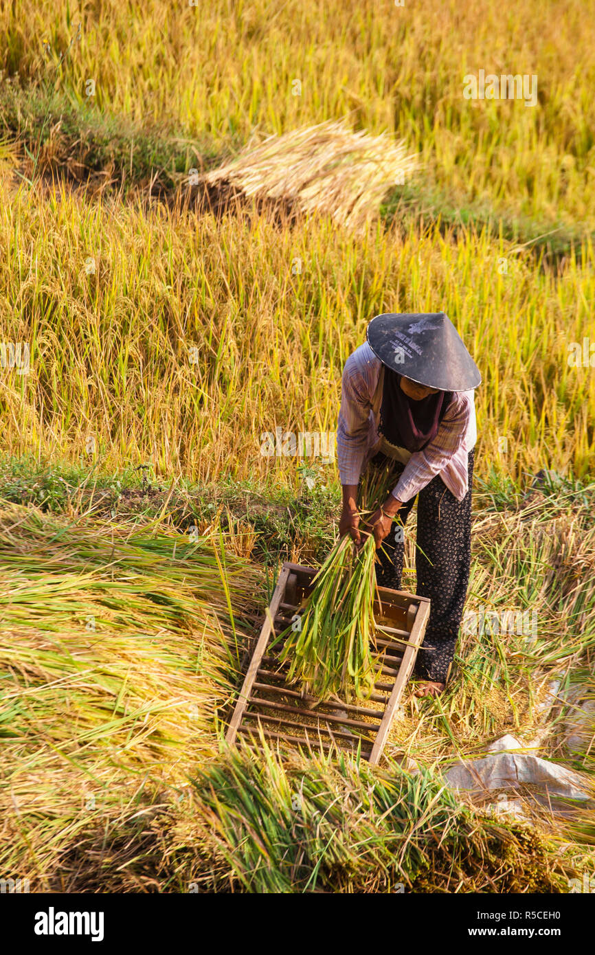 Java indonesia rice paddies hi-res stock photography and images - Alamy