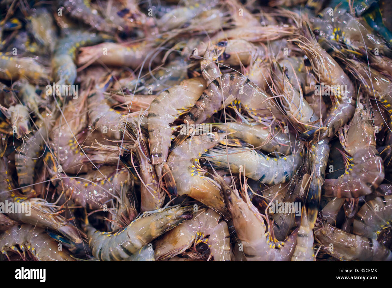 Seafood prawns for sell stored in the box from fish market in asia ...