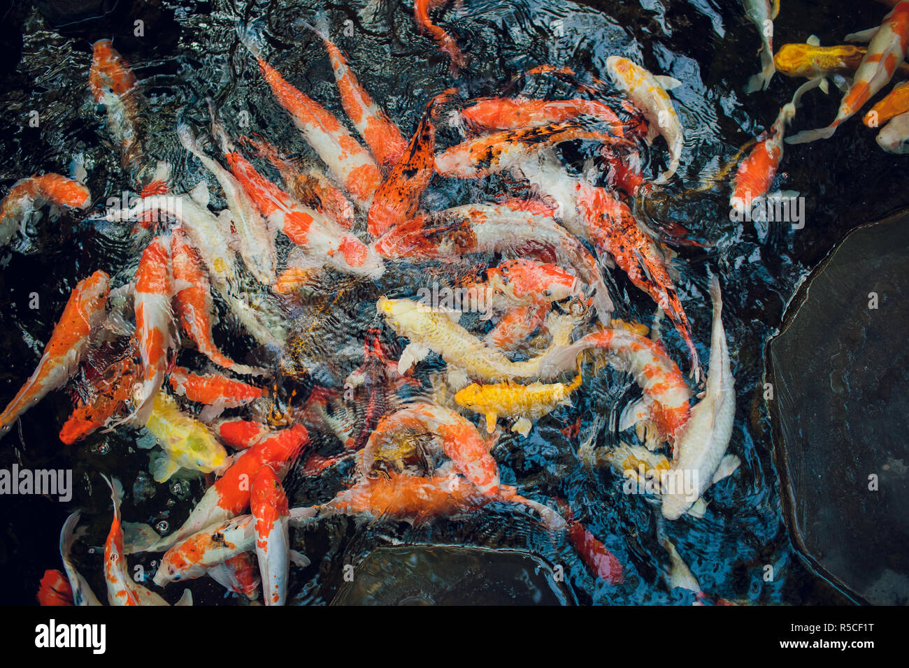 Colorful beautiful carp, Koi carp in a natural pond. Asia Stock Photo ...