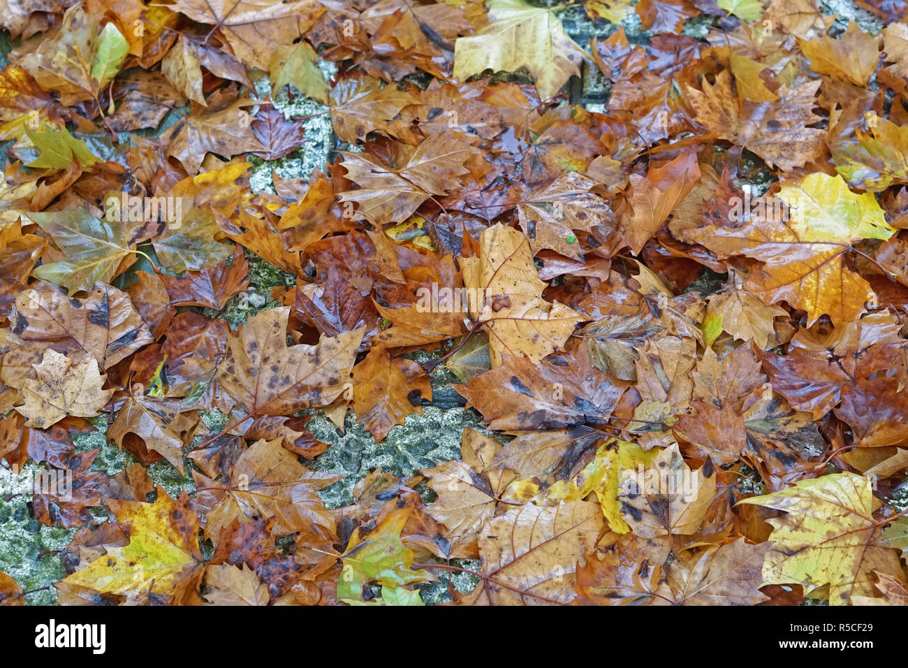 Wet fall hi-res stock photography and images - Alamy