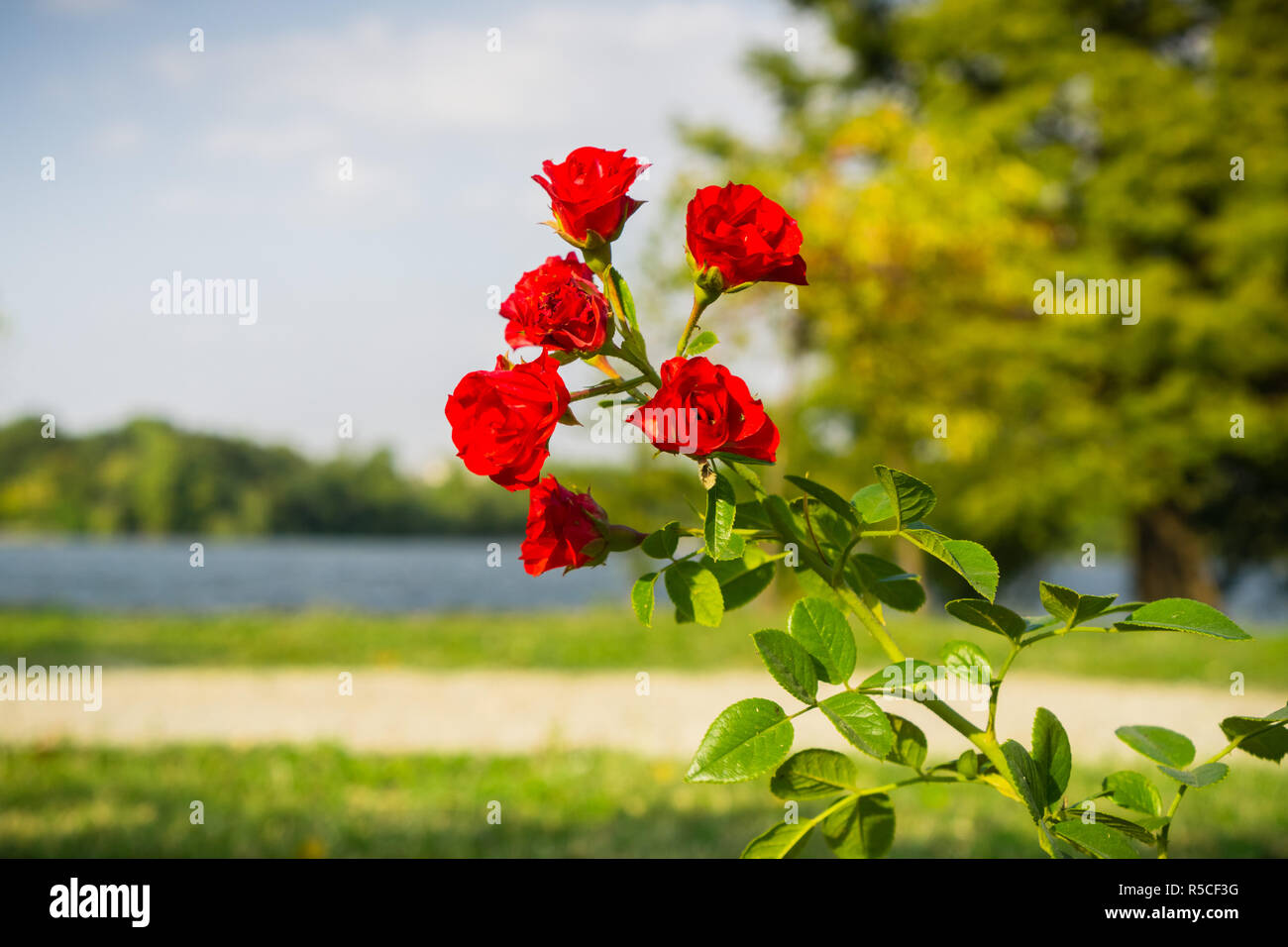 Rose branch as a symbol of love hi-res stock photography and images - Alamy