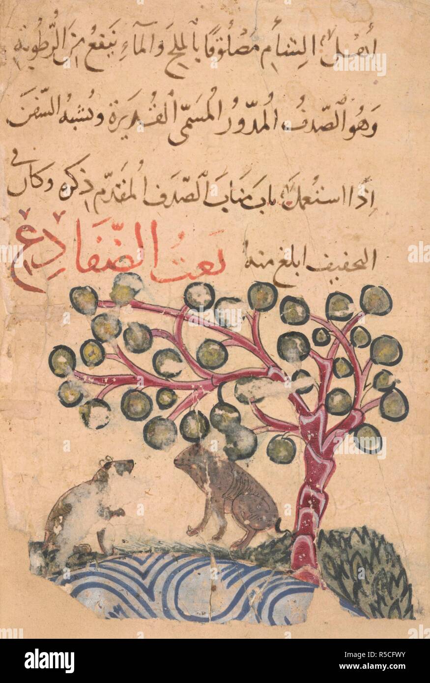 Kitab na't al hayawan hi-res stock photography and images - Alamy