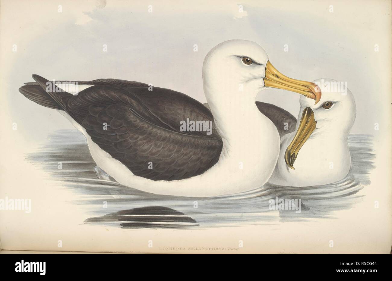 Black-eyebrowed Albatross. The Birds of Australia. London, 1848-69 ...