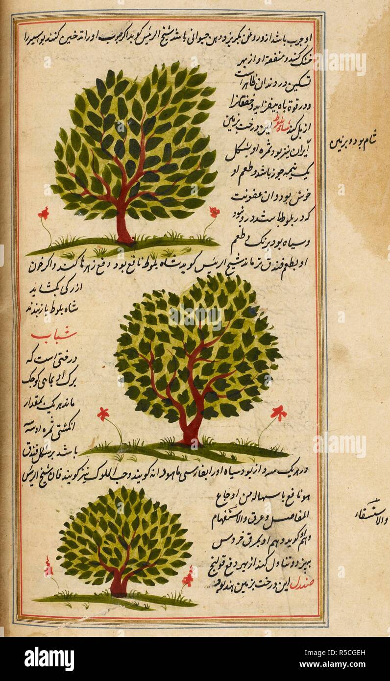 Language Tree Arabic