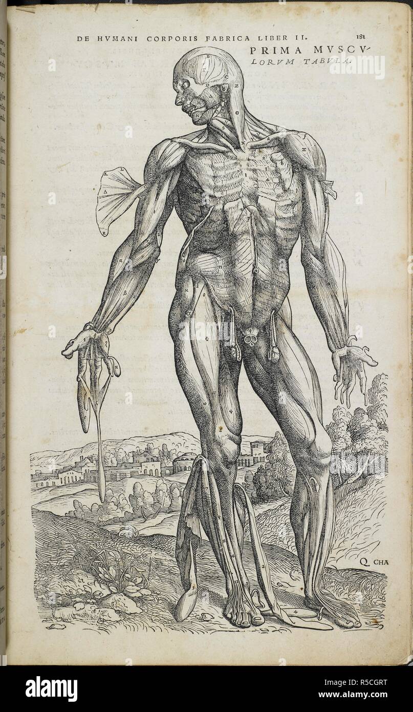 Anatomical drawing showing the primary muscles. Andreae Vesalii de ...
