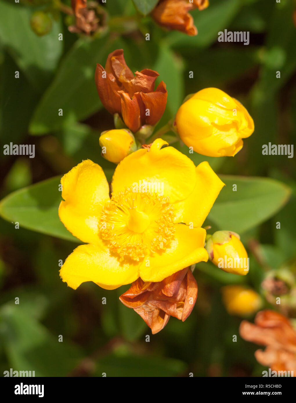 wonderful yellow hypericum patulum outside in bloom Stock Photo - Alamy