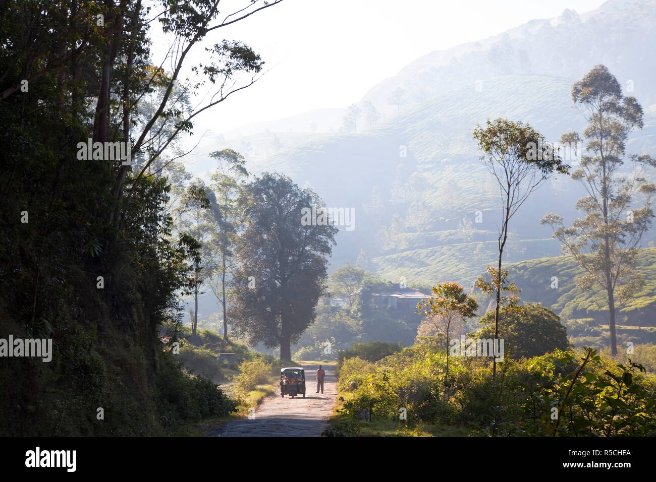 Road, Munnar, Western Ghats, Kerala, South India Stock Photo - Alamy