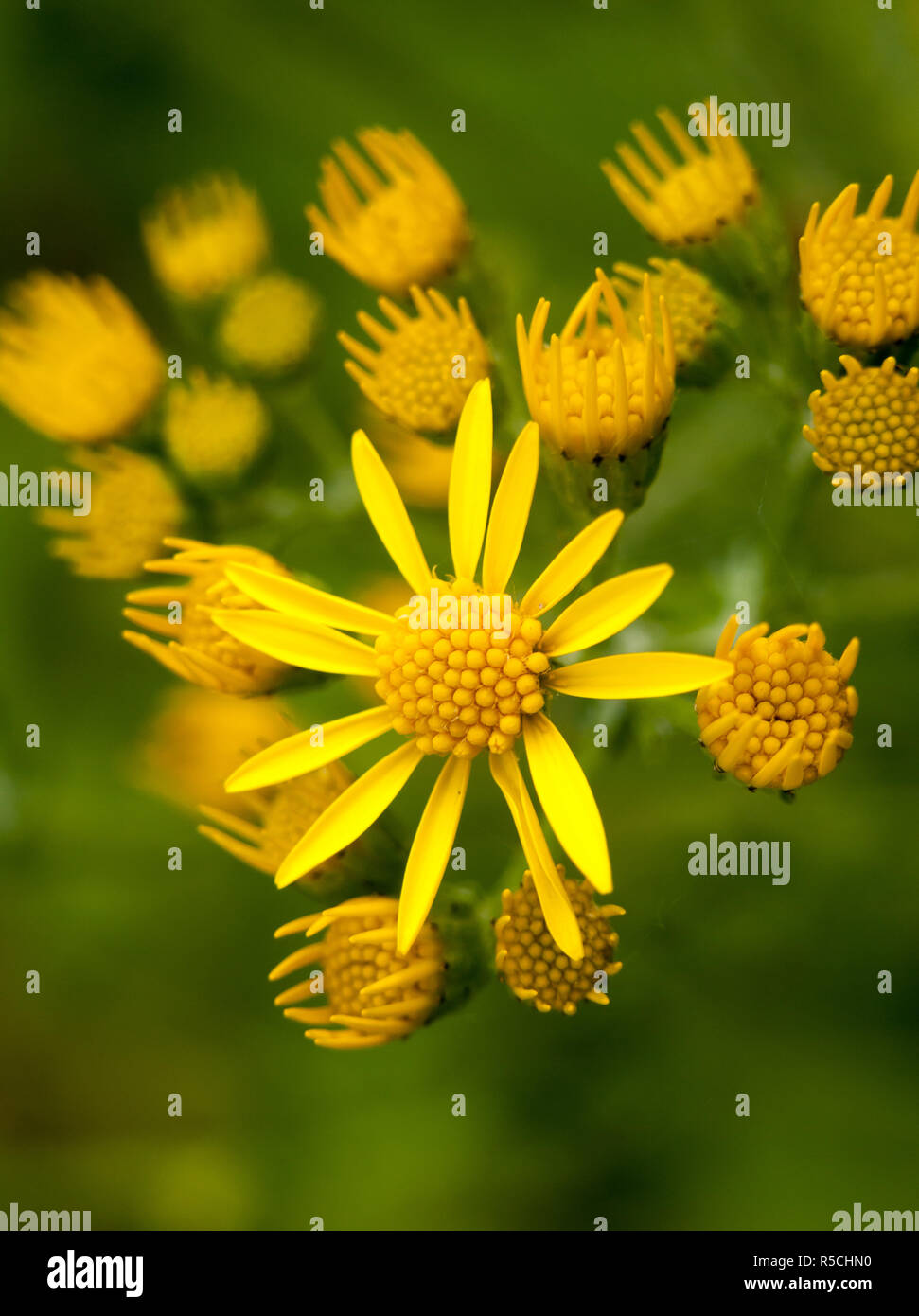 Yellow Jacobaea flower head outside up close Stock Photo - Alamy
